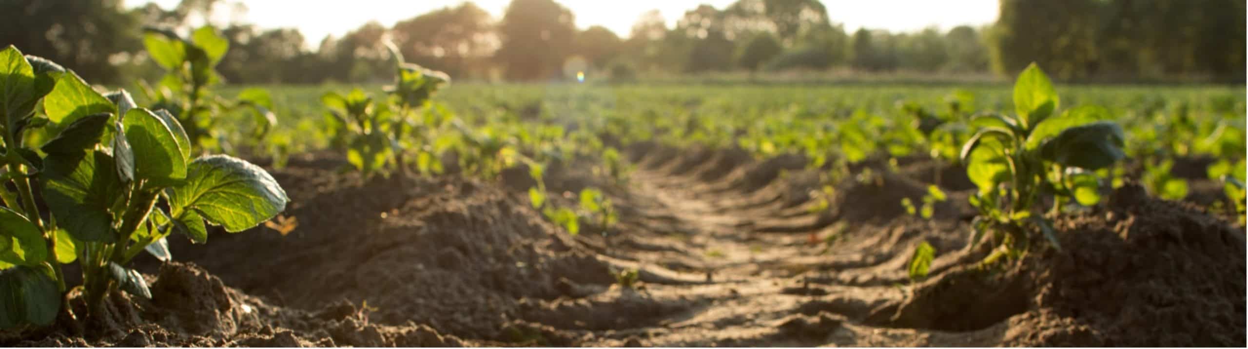 Why leaf & soil sampling are important for your tree crop - Agri ...