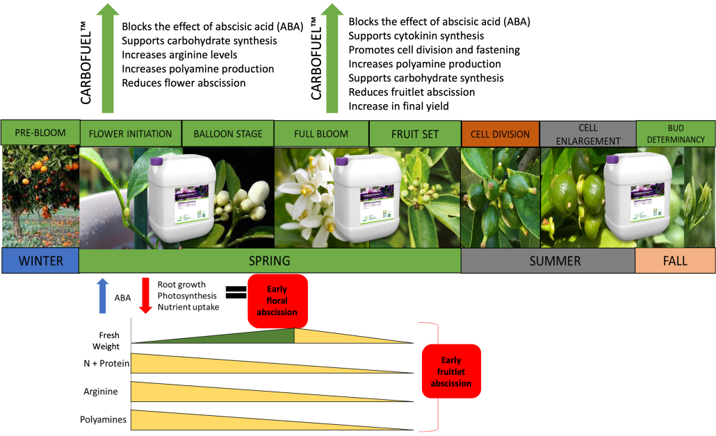 The critical role of CARBOFUEL™ during fruit production - Agri Technovation