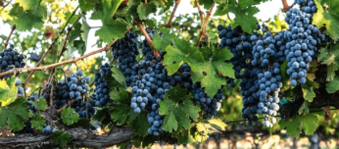 Wine grapes: Bud break carbohydrates rule the roost - Agri Technovation
